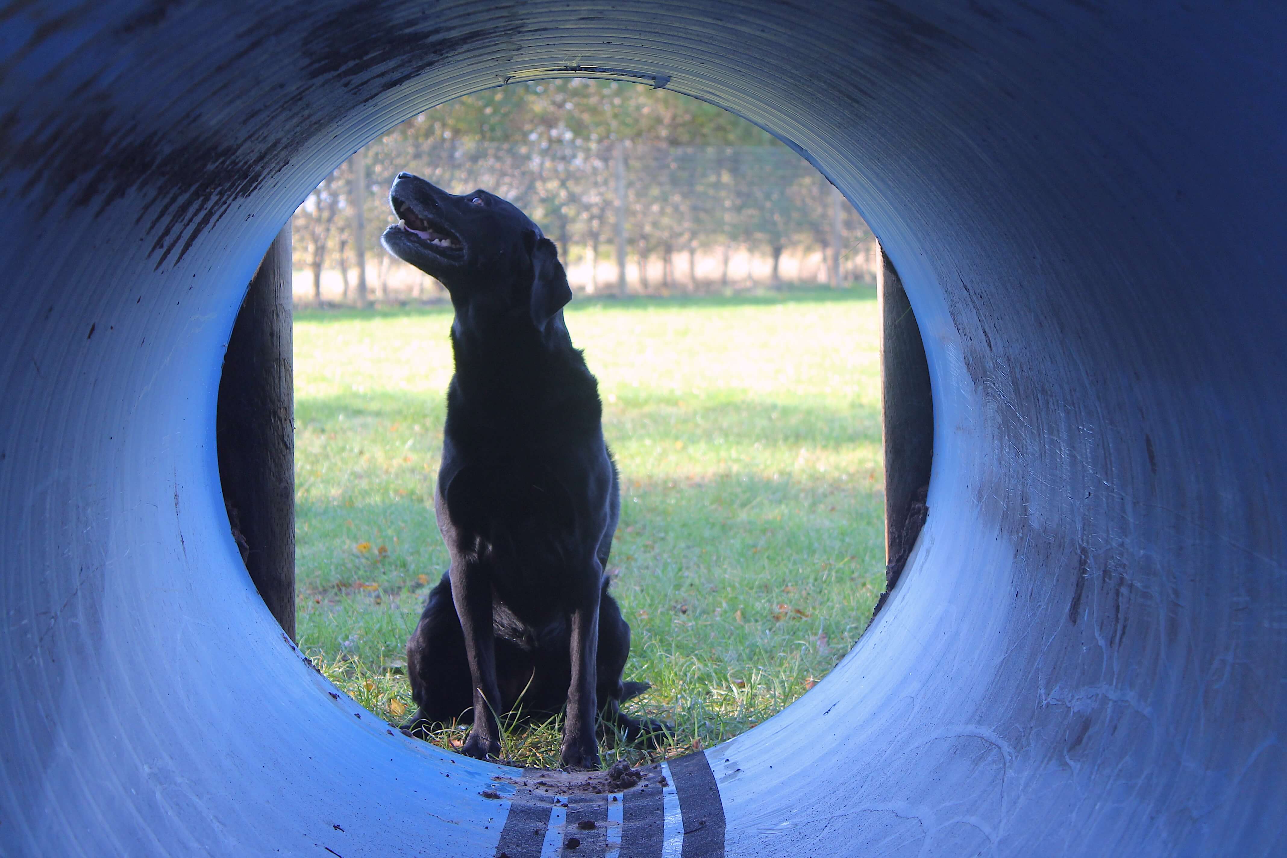 Secure Dog Field To Hire | Norfolk | Martham Paw Ground