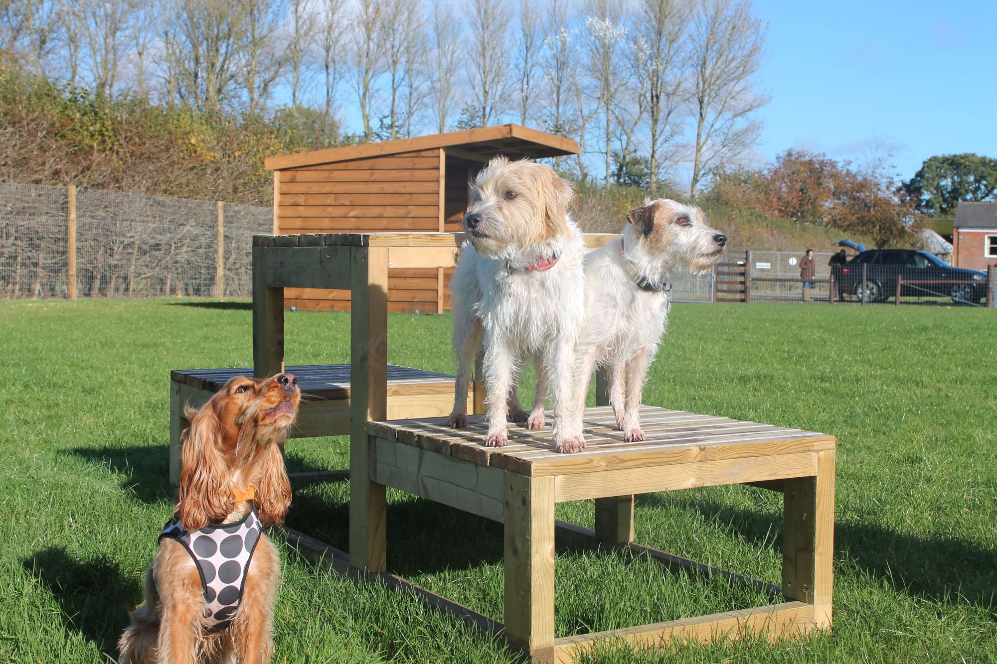 Secure Dog Field To Hire | Norfolk | Martham Paw Ground