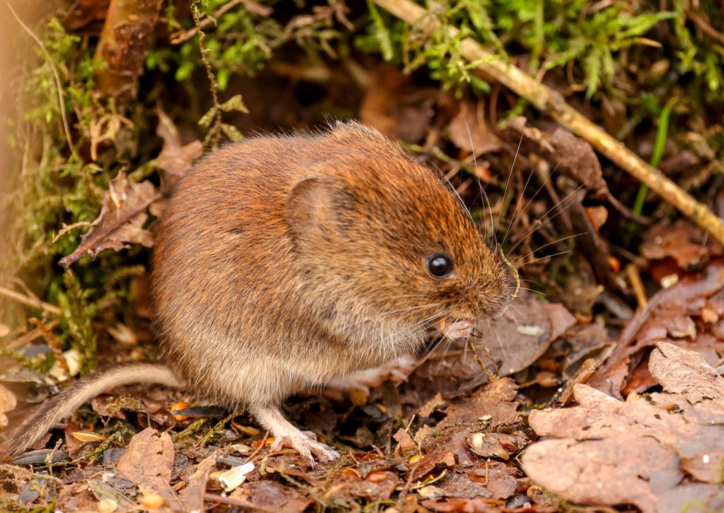 Hur får man bort sork i gräsmattan - Yepstr blogg