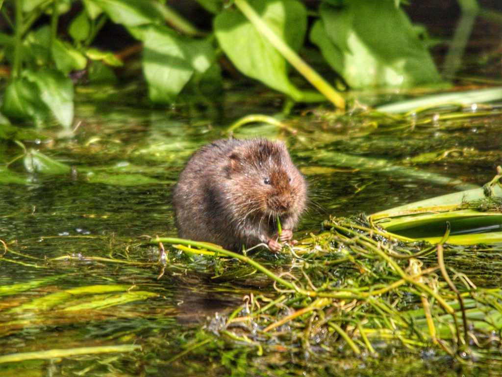Hur får man bort sork i gräsmattan - Yepstr blogg