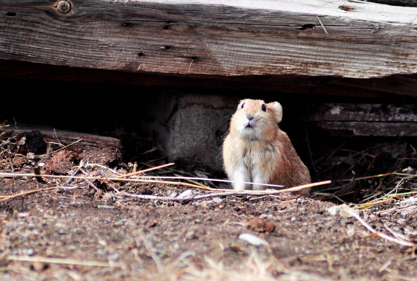 Hur får man bort sork i gräsmattan - Yepstr blogg