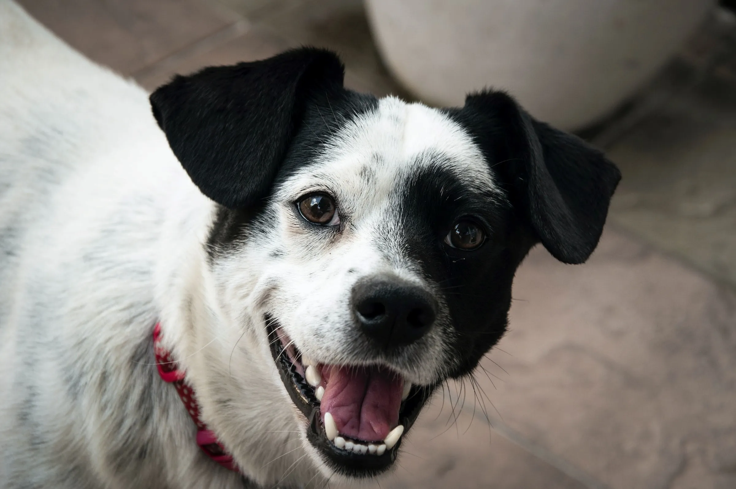 Hur många tänder har en hund - Yepstr blogg