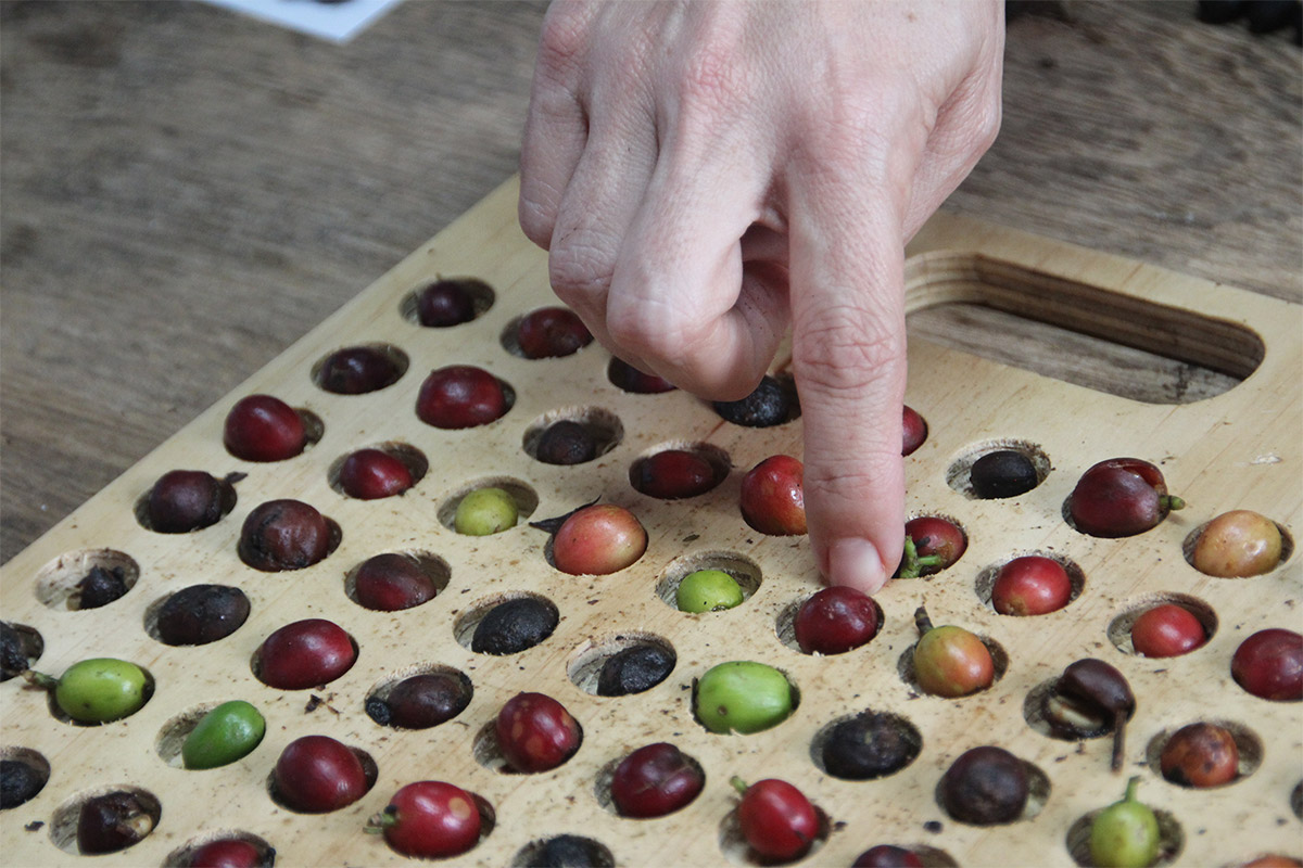 Coffee Quality Institute provides coffee education throughout the ...