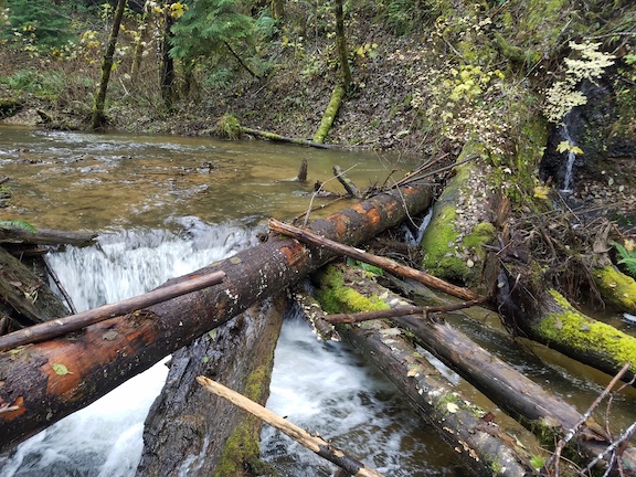 Fish | Nehalem Bay Watershed Council