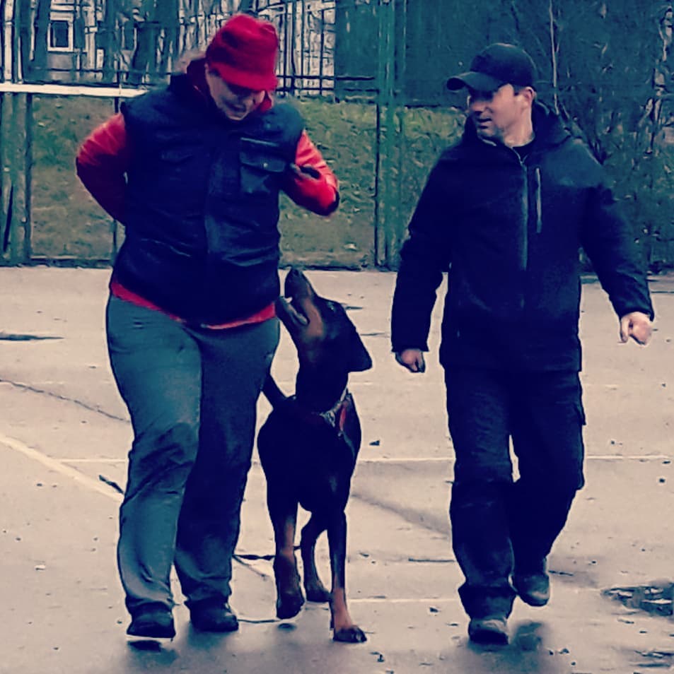 Treninzi - Dresura Pasa | UrbanDOG - Obuka Pasa