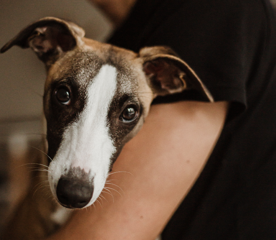 The Animal Cardiology Center | For Owners | Cat Dog Veterinary Cardiologist