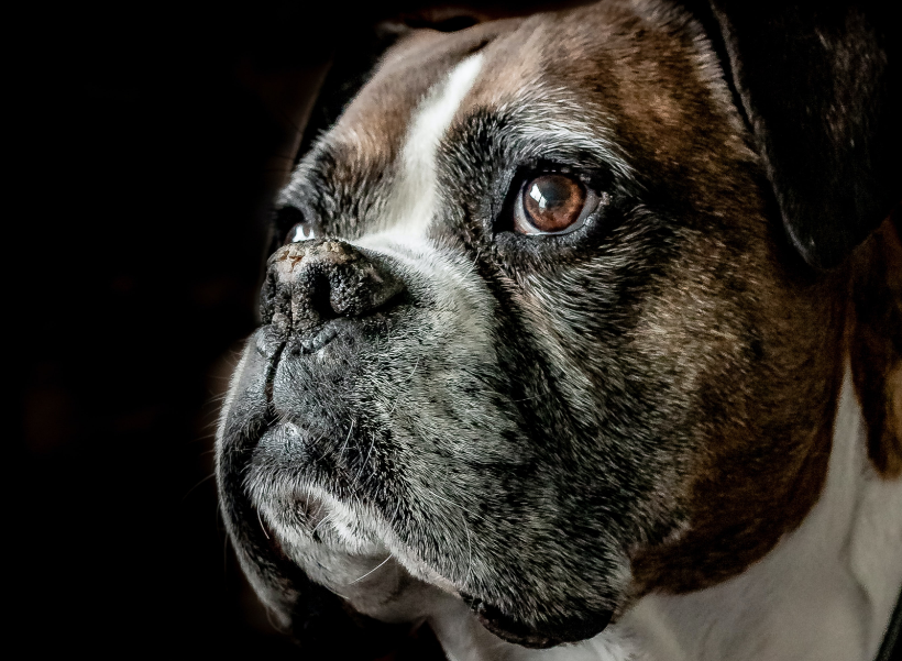 The Animal Cardiology Center | For Owners | Cat Dog Veterinary Cardiologist