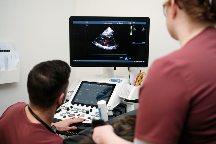 The Animal Cardiology Center (TACC) | New York Veterinary Cardiologist ...