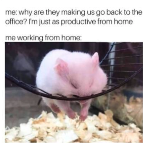 23 Hilarious Remote Work Memes Everyone Can Relate To