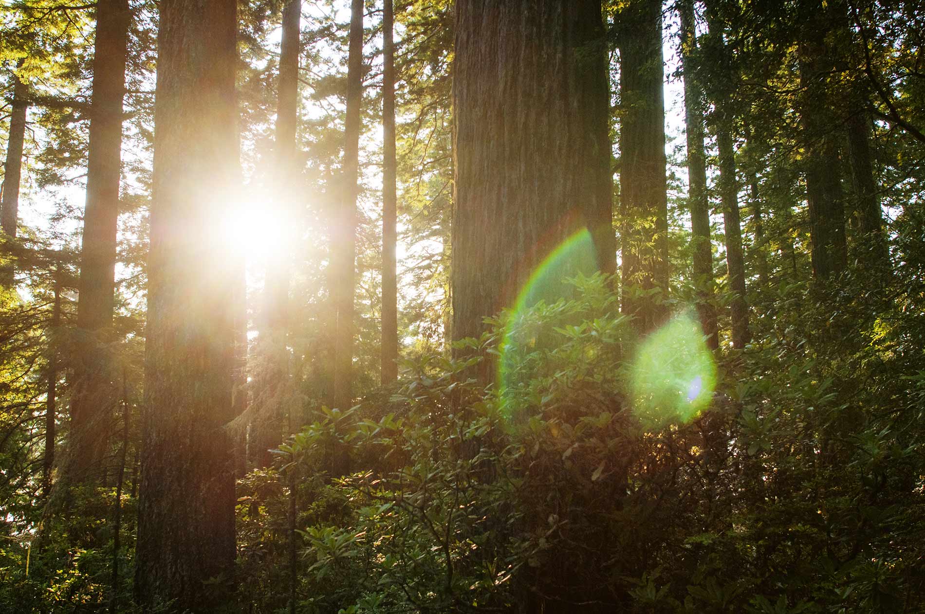 How We Create your Forests | Creating Tomorrow's Forests