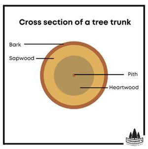 How do Trees Store Carbon? - Creating Tomorrow's Forests | Restoring ...
