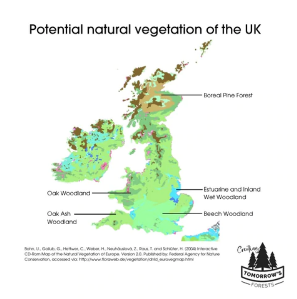 The Miyawaki Method for Creating Forests - Creating Tomorrow's Forests ...