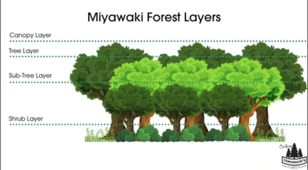 The Miyawaki Method for Creating Forests - Creating Tomorrow's Forests ...