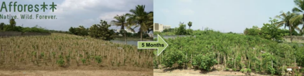 The Miyawaki Method for Creating Forests - Creating Tomorrow's Forests ...