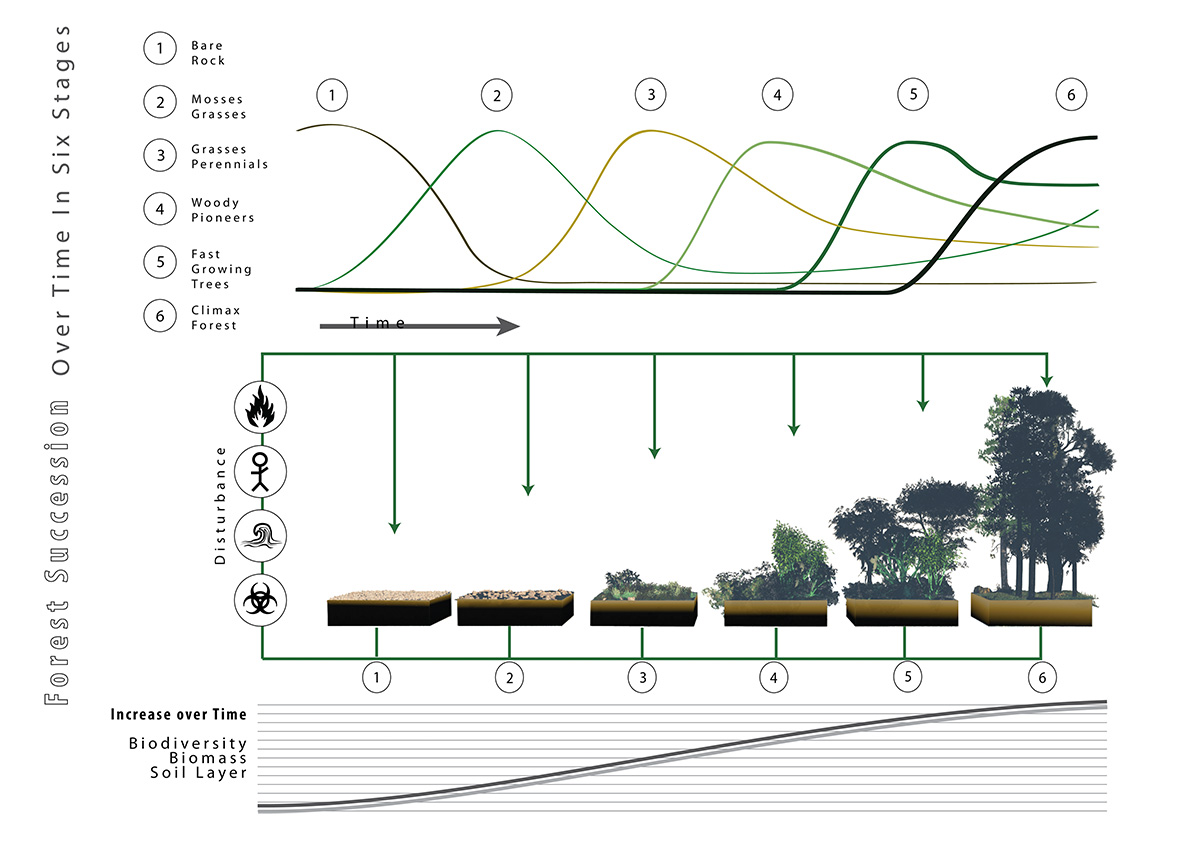 Creating Woodland – How to Plant Trees - Creating Tomorrow's Forests ...
