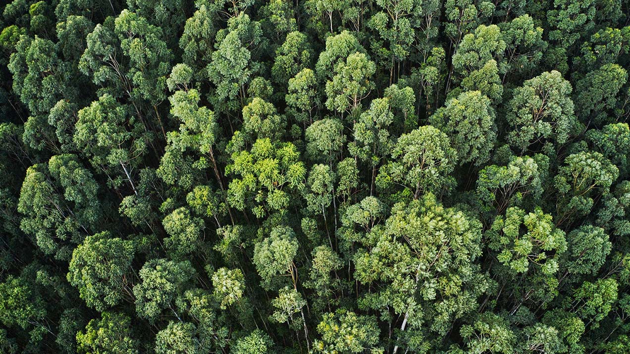 Confor Warns More Tree Planting is Urgently Needed to Avoid Timber ...