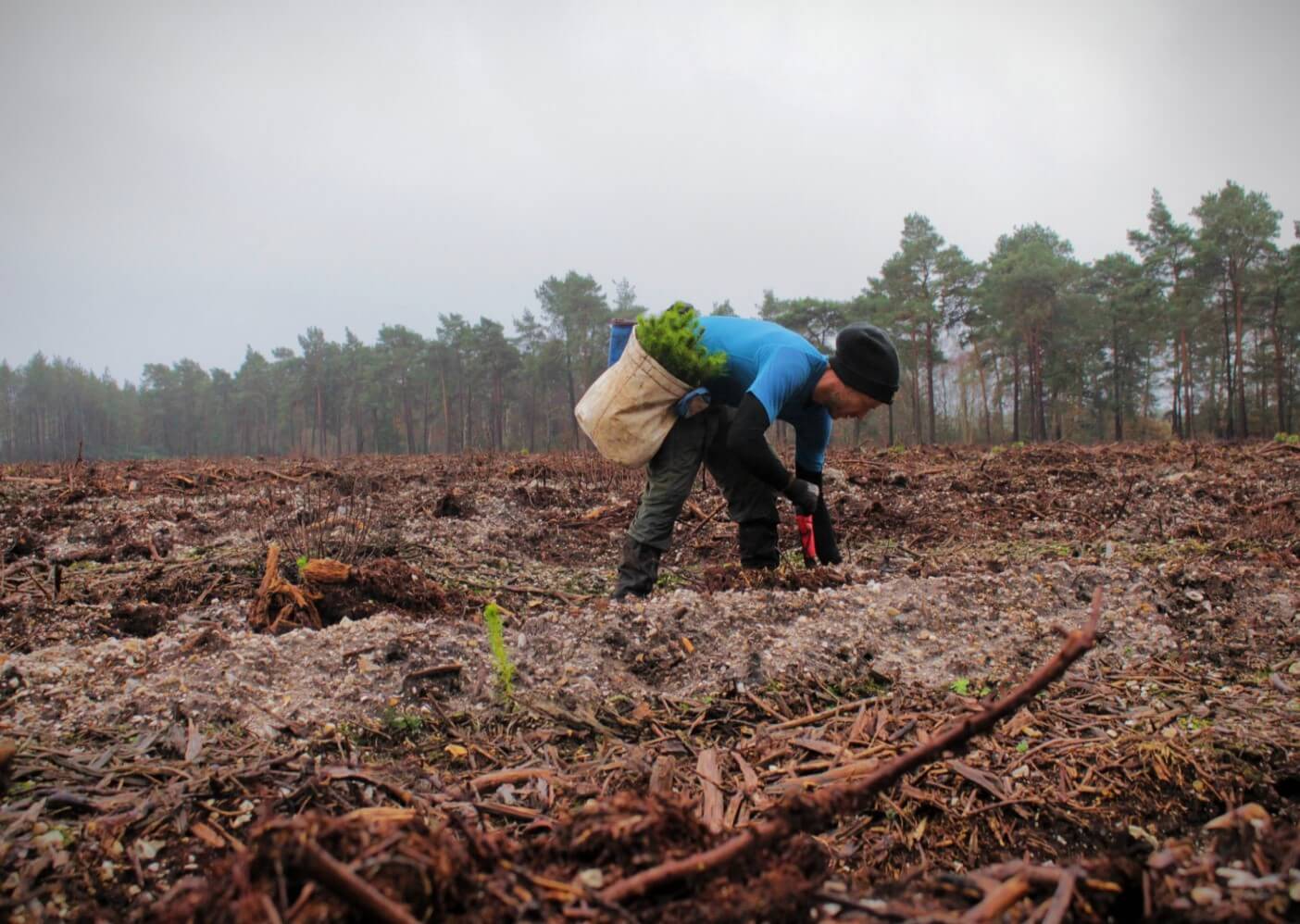 The Benefits of Restoring Biodiversity - Creating Tomorrow's Forests ...