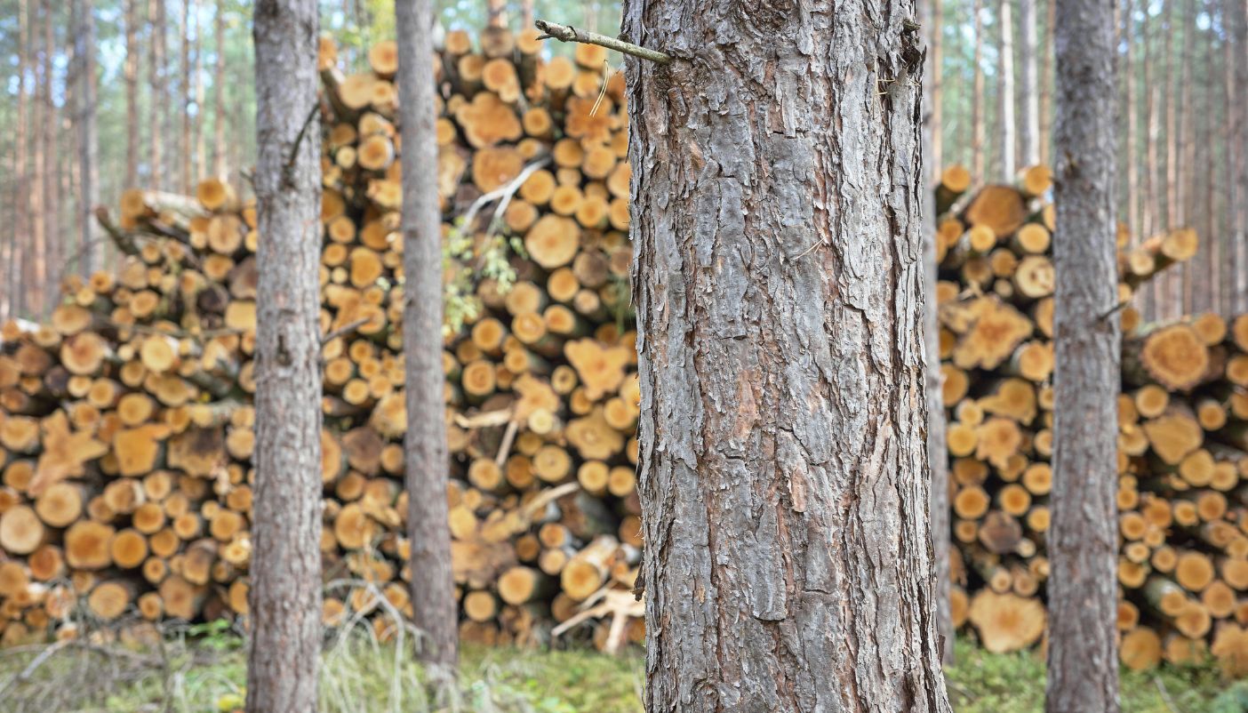 Creating Tomorrow's Forests | Restoring biodiversity by creating ...