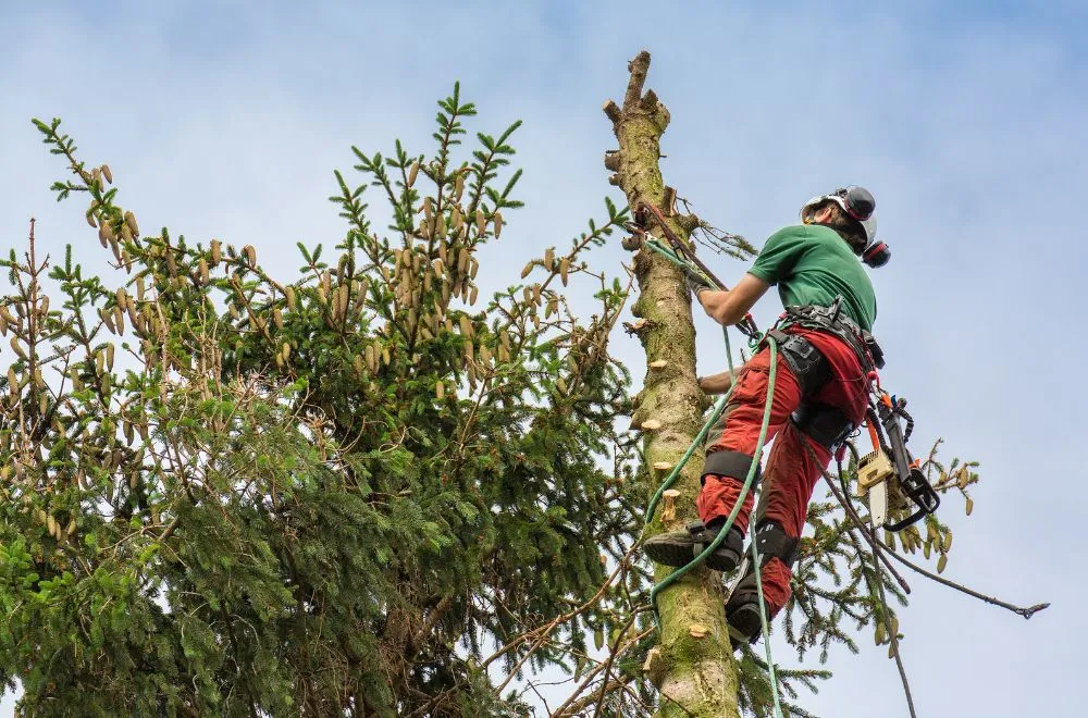 Treeclimbing: accesso/posizionamento mediante funi su alberi | Rovigo