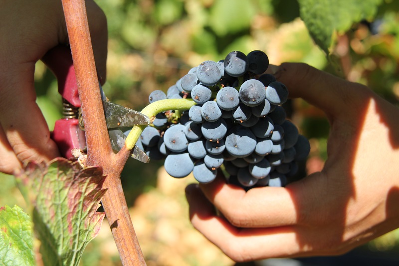 Emmanuel Rouget | Burgundy Wine Collection