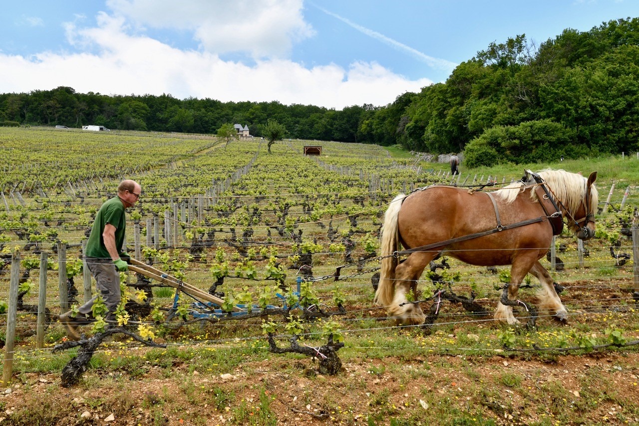Domaine Ponsot | Burgundy Wine Collection