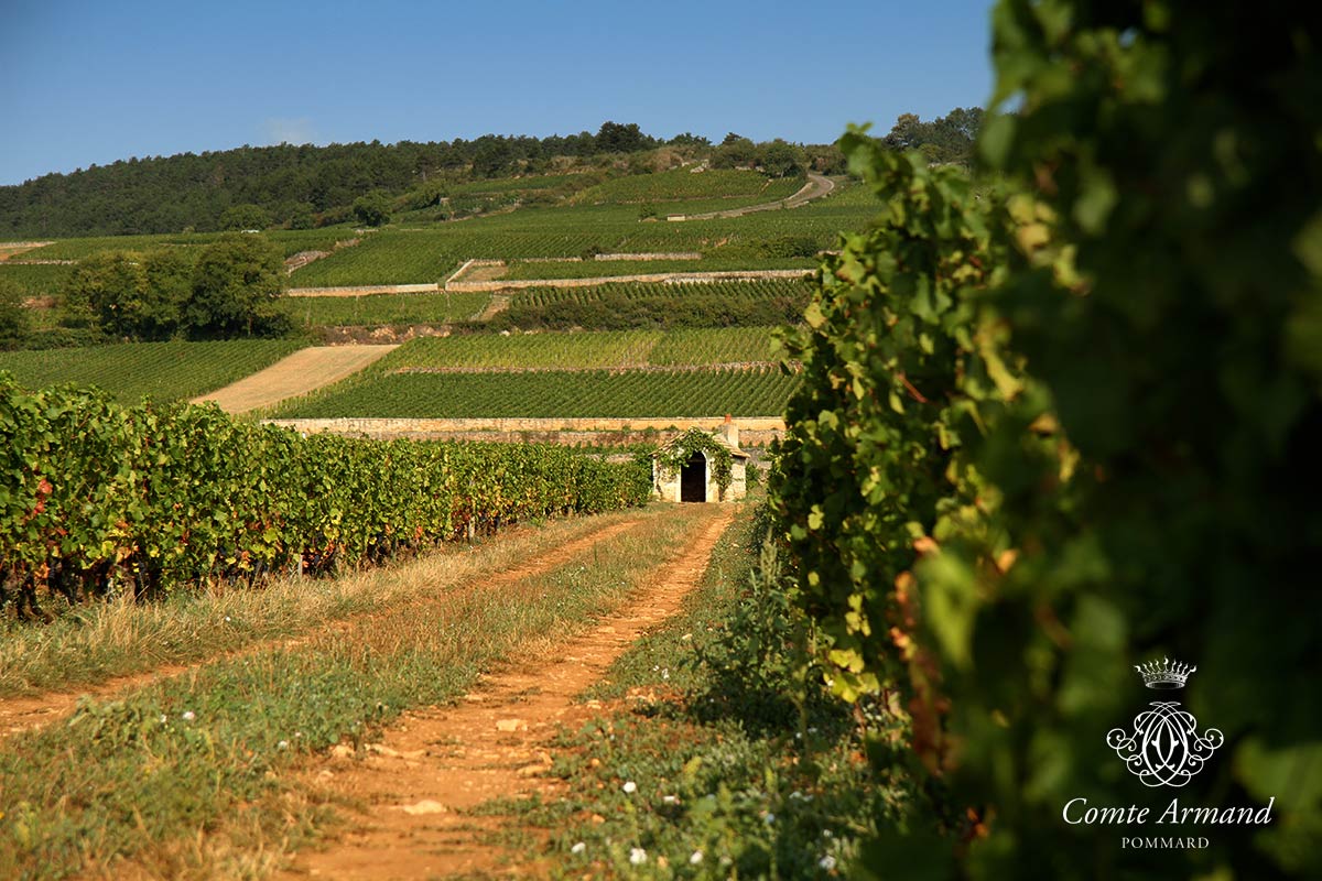 Comte Armand | Burgundy Wine Collection