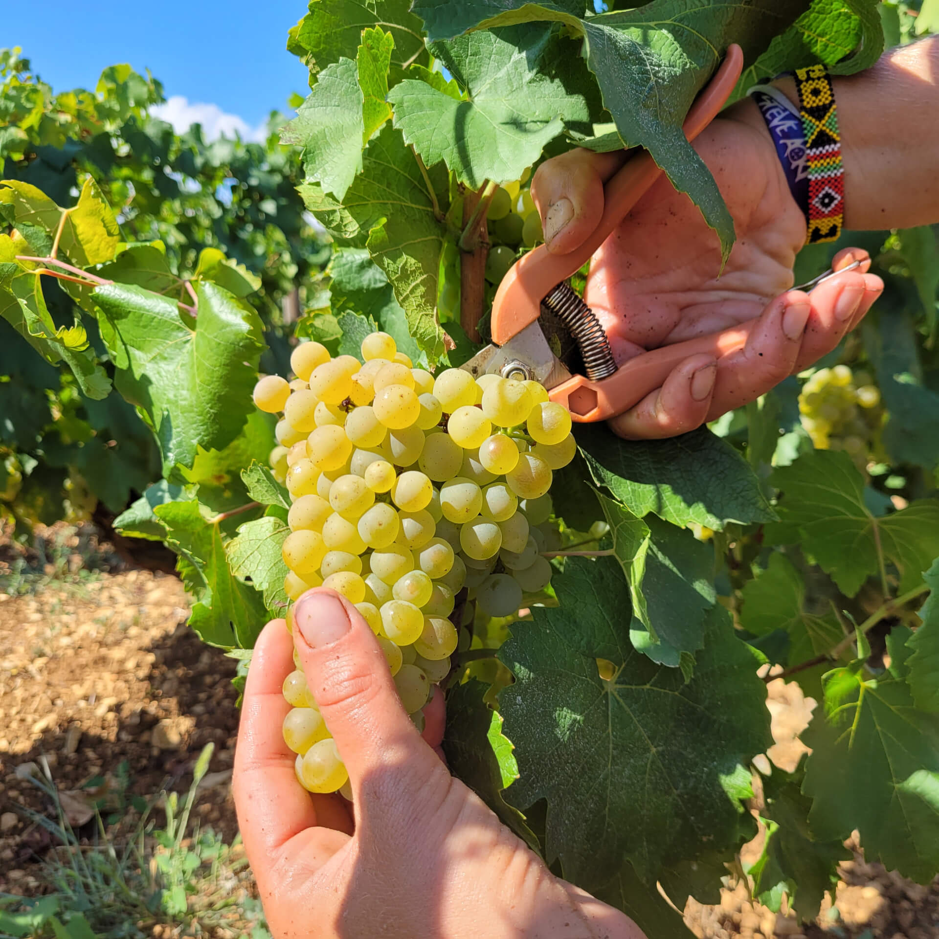 Comtes Lafon | Burgundy Wine Collection