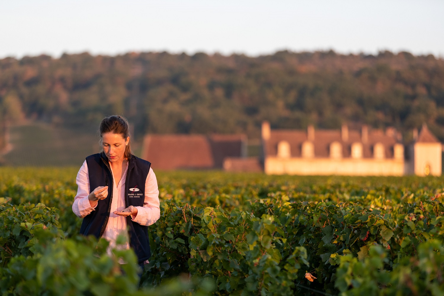 Jean Grivot | Burgundy Wine Collection