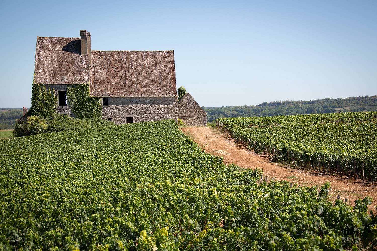 Ramonet | Burgundy Wine Collection