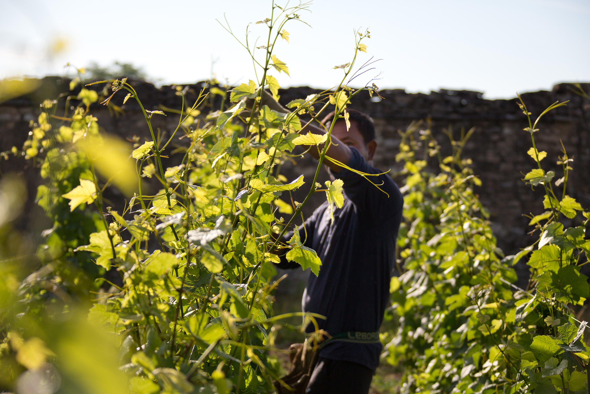 Comte Armand | Burgundy Wine Collection