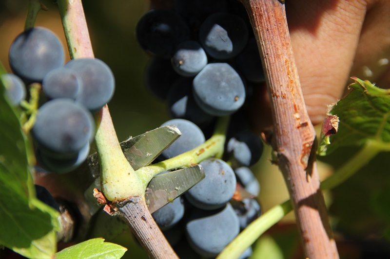 Sylvain Cathiard | Burgundy Wine Collection