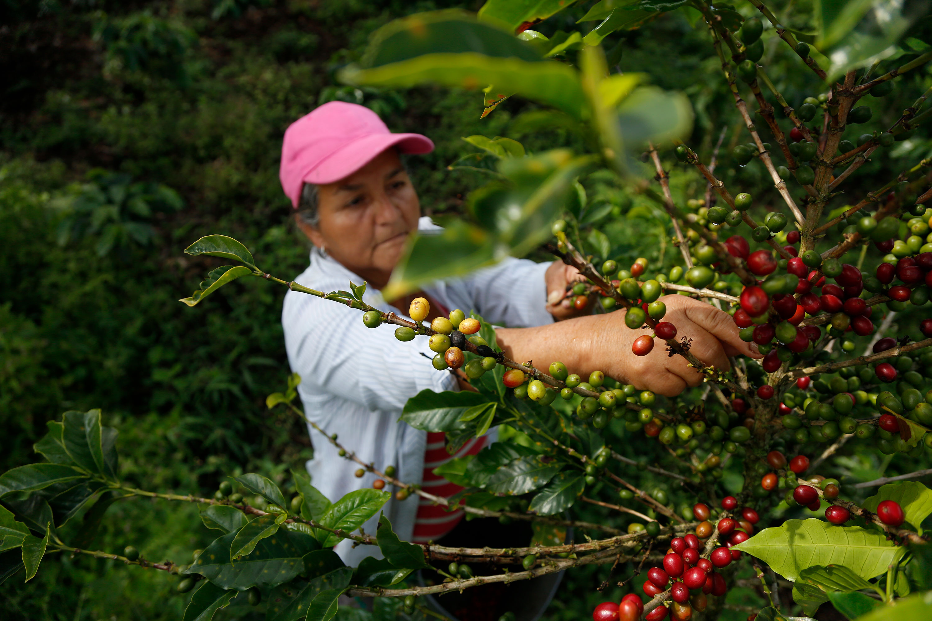 Coffee Quality Institute provides coffee education throughout the ...