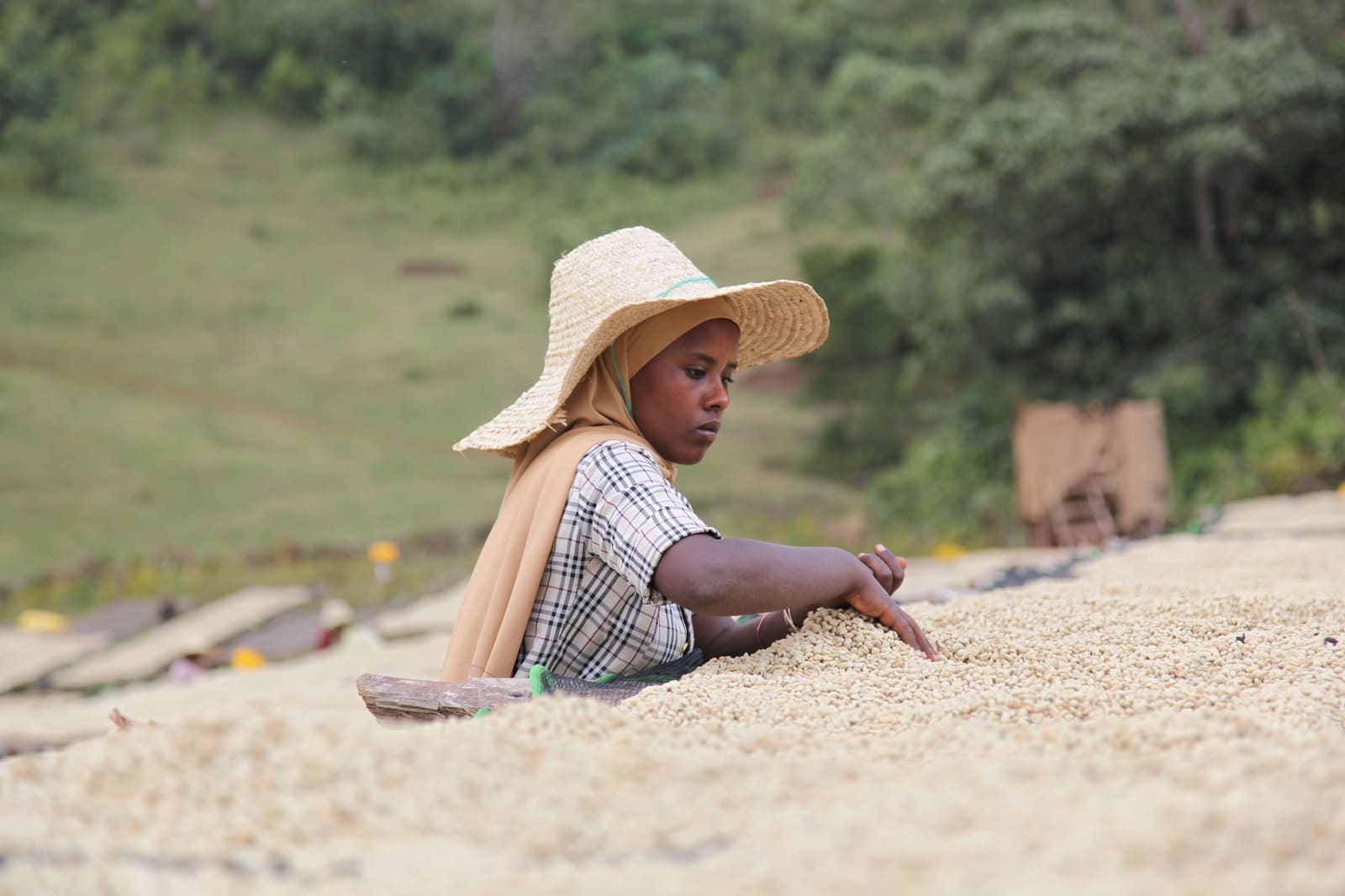 Coffee Quality Institute provides coffee education throughout the ...