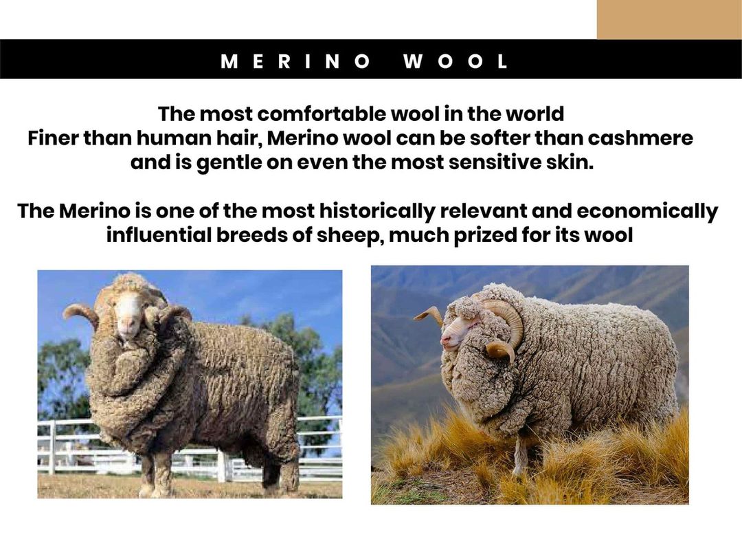 Woolf Brand Logo Design - Peter Melad