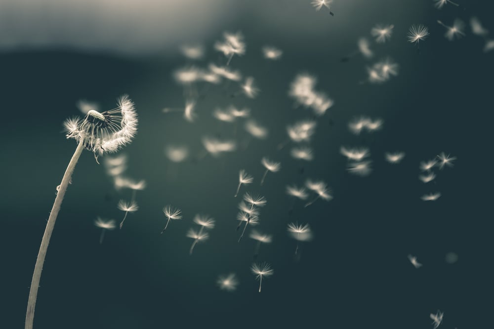 The Poetry of Prose: How to Make Your Writing More Lyrical