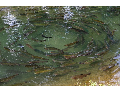 Fish Breeding Business Plan Template & Guidebook