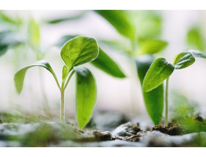 Seed Business Plan Template & Guidebook