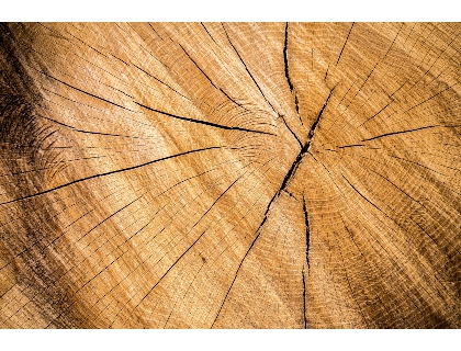 75+ Unique, Creative & Catchy Stump grinding Business Names 👀