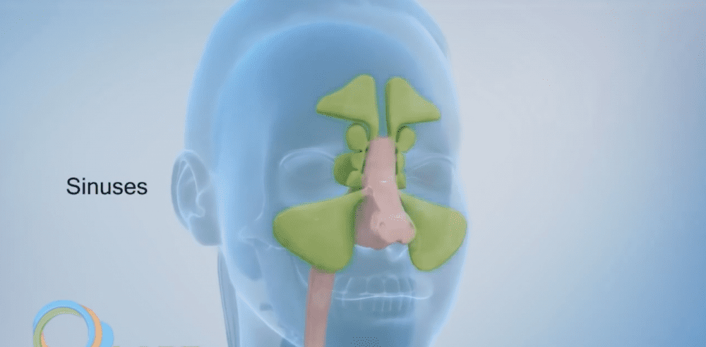 What is Sinusitis? How to Get Rid of Fluid in the Ear from a Sinus ...