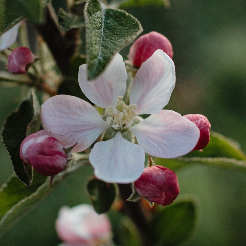 Mr Apple - Safe, Crunchy & Delicious Apples