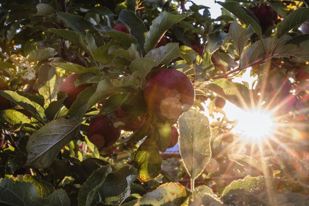 Our Story | Mr Apple