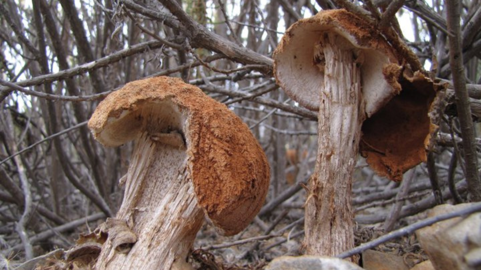 What is a fungarium? | Fungi Foundation Blog