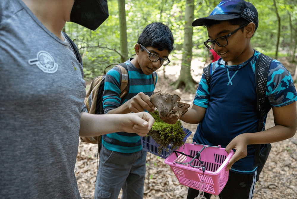 Our free mycological curriculum is ready! | Fungi Foundation Blog