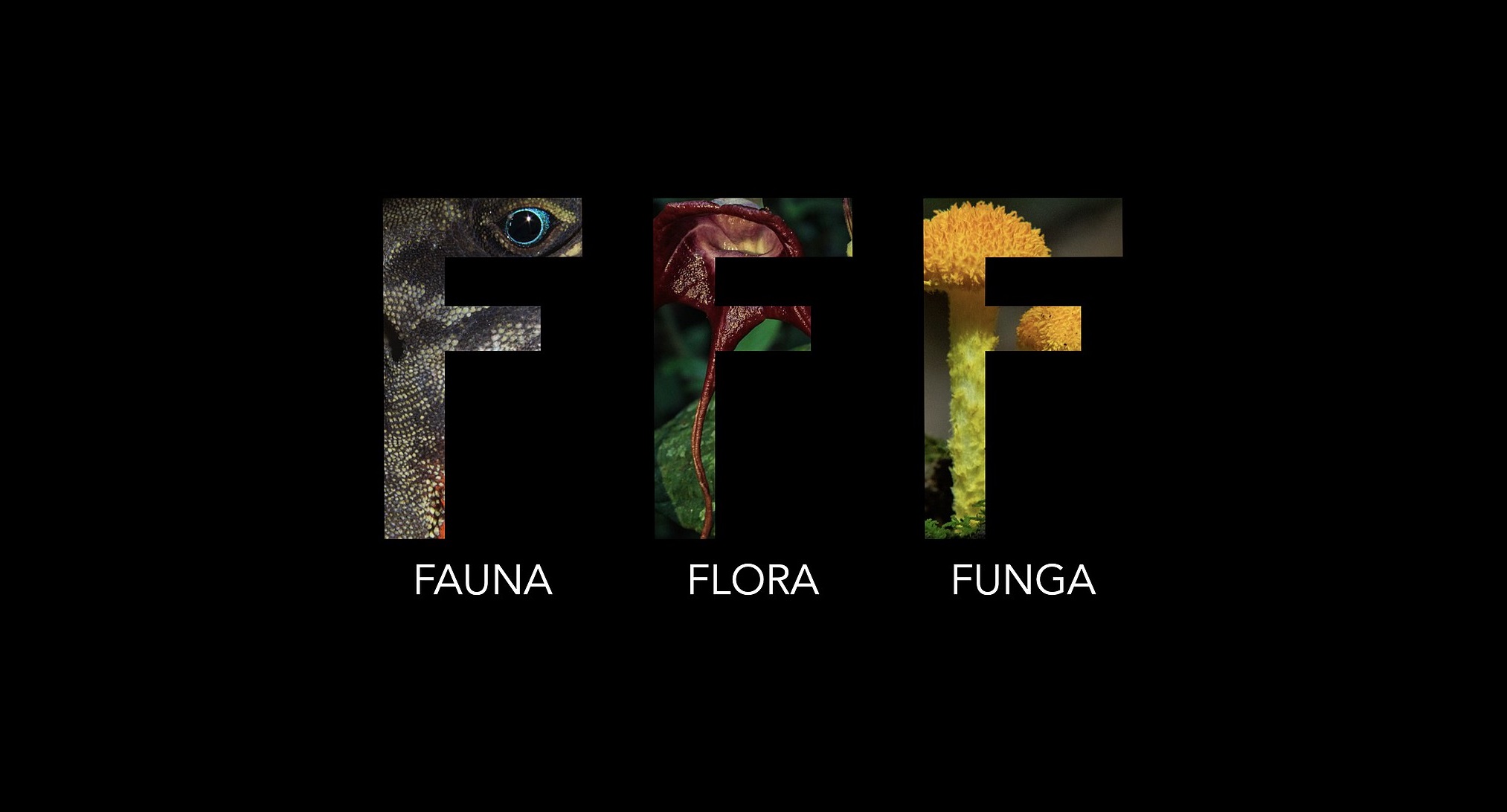 Flora Fauna Funga - 2023 Updates | Fungi Foundation Blog