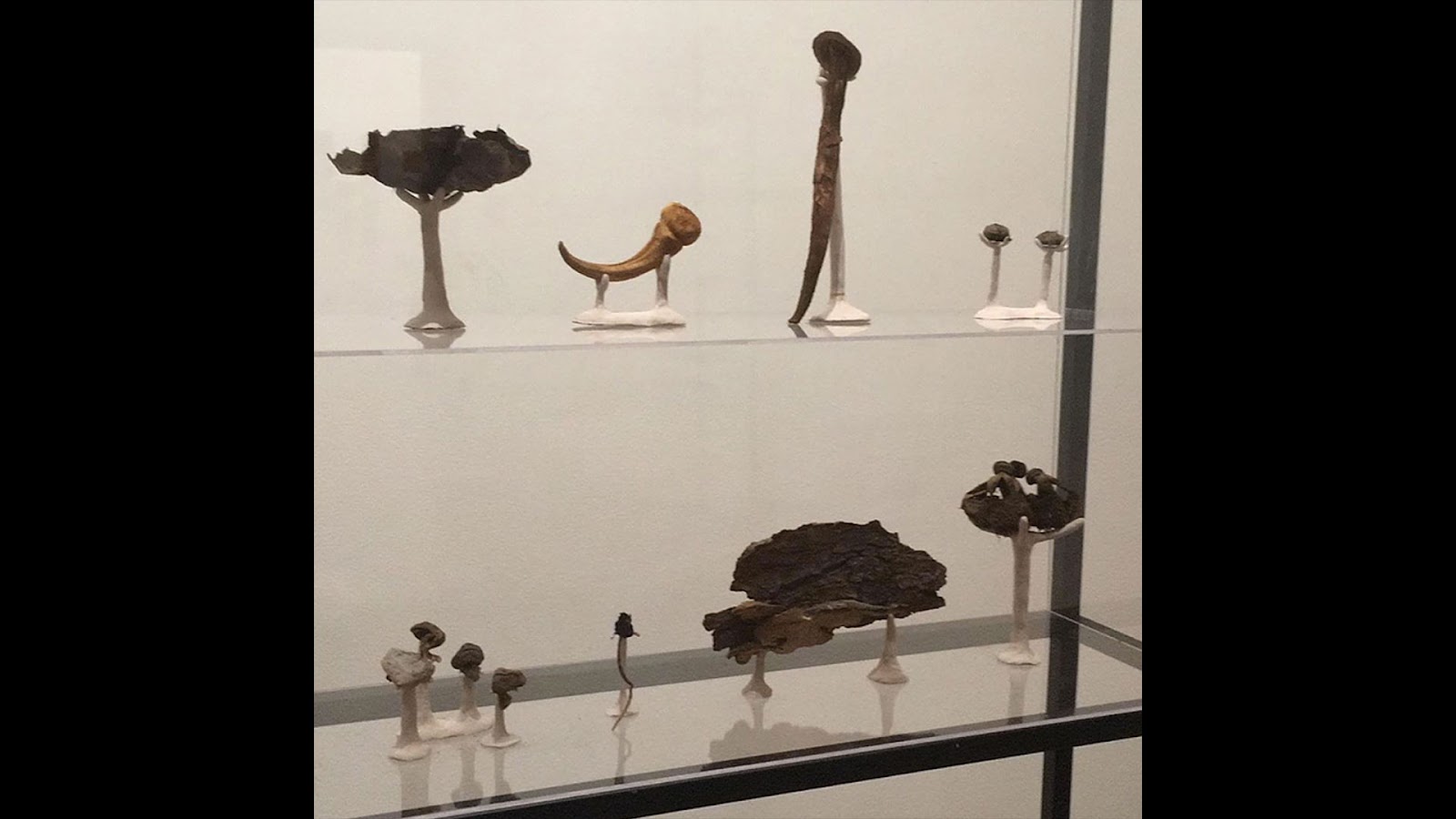 Cultivating Awareness: Fungi Foundation's Work with Museums | Fungi ...