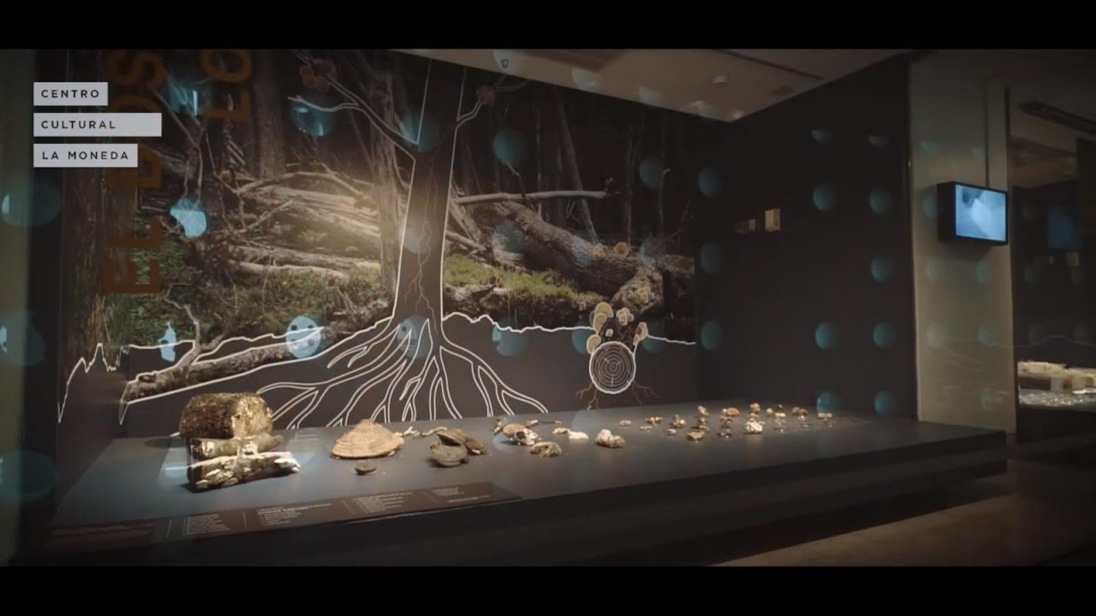 Cultivating Awareness: Fungi Foundation's Work with Museums | Fungi ...