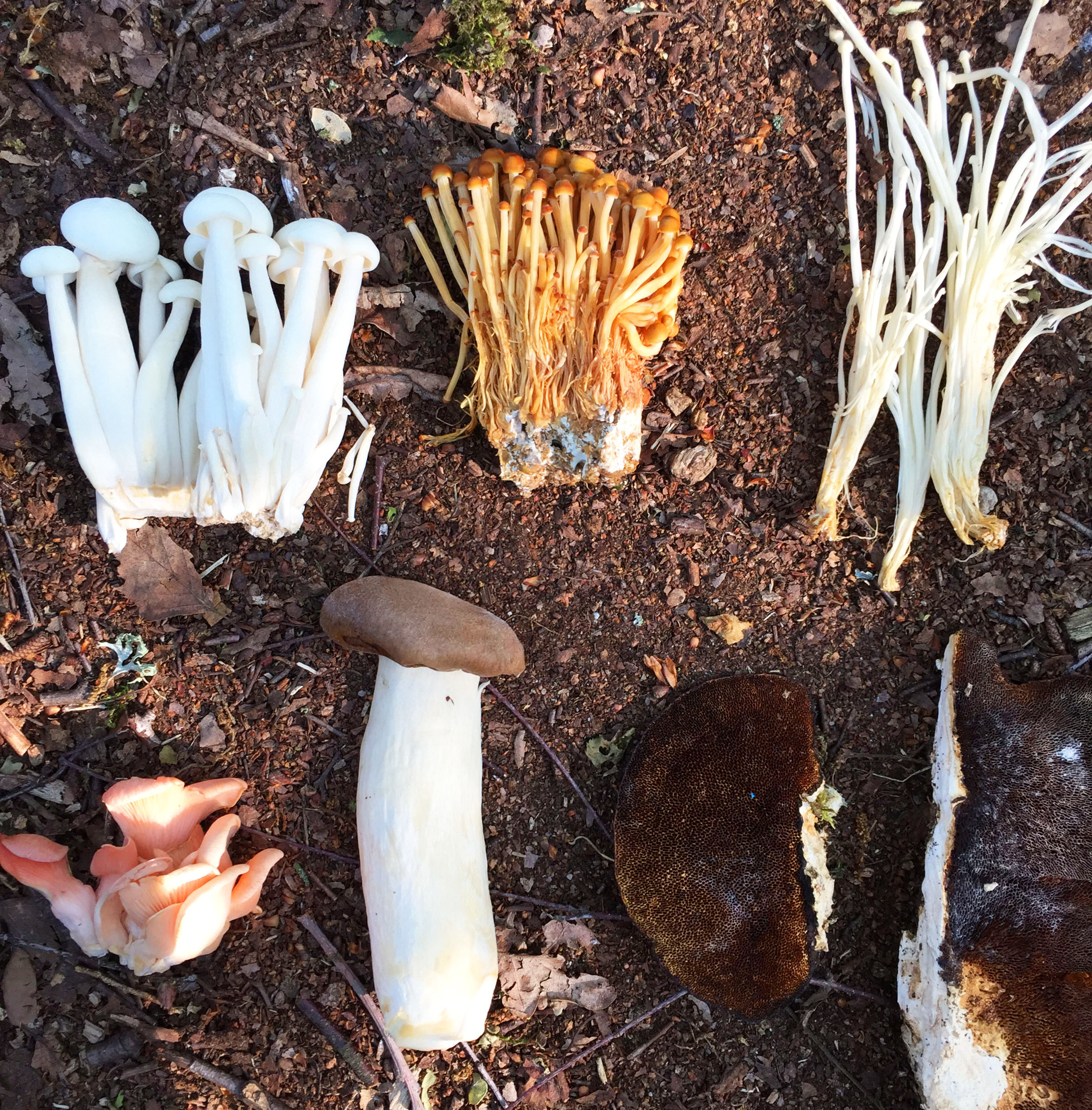 The Art of Noticing: A workshop designed to encourage appreciation of ...