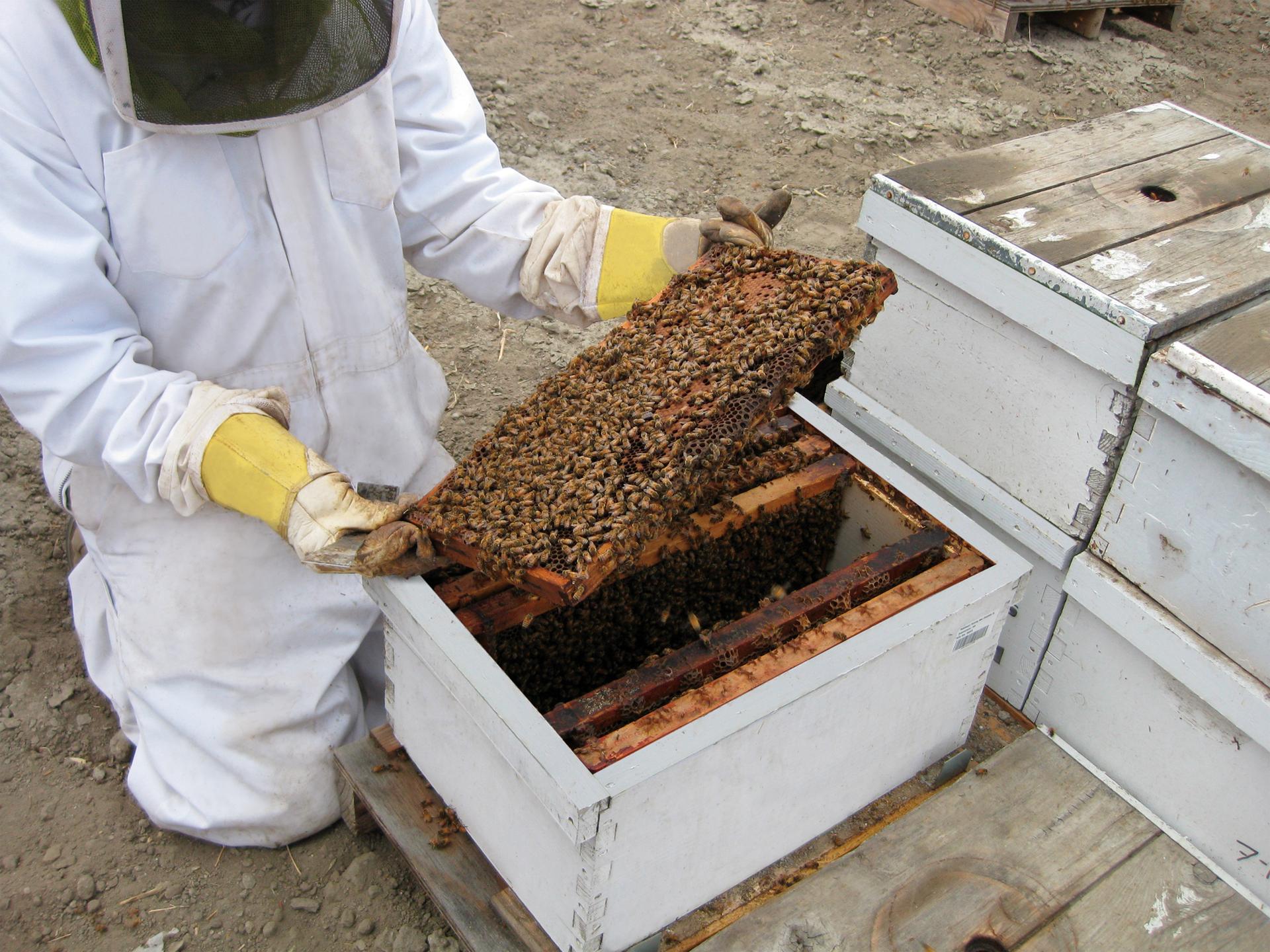 Protecting our pollinators: the sweet impact of Wonderful Honeybees ...