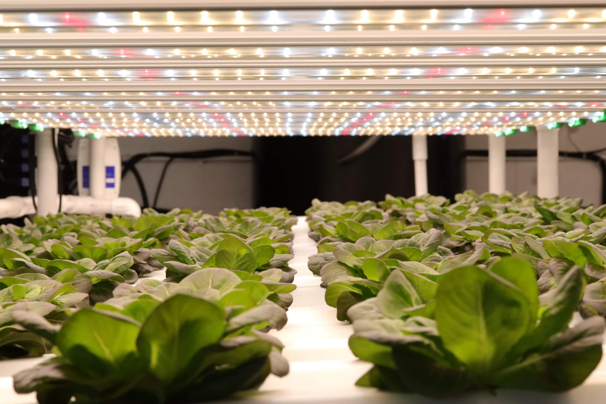LED Lighting for Indoor Growing in Ontario | Growers Choice ...