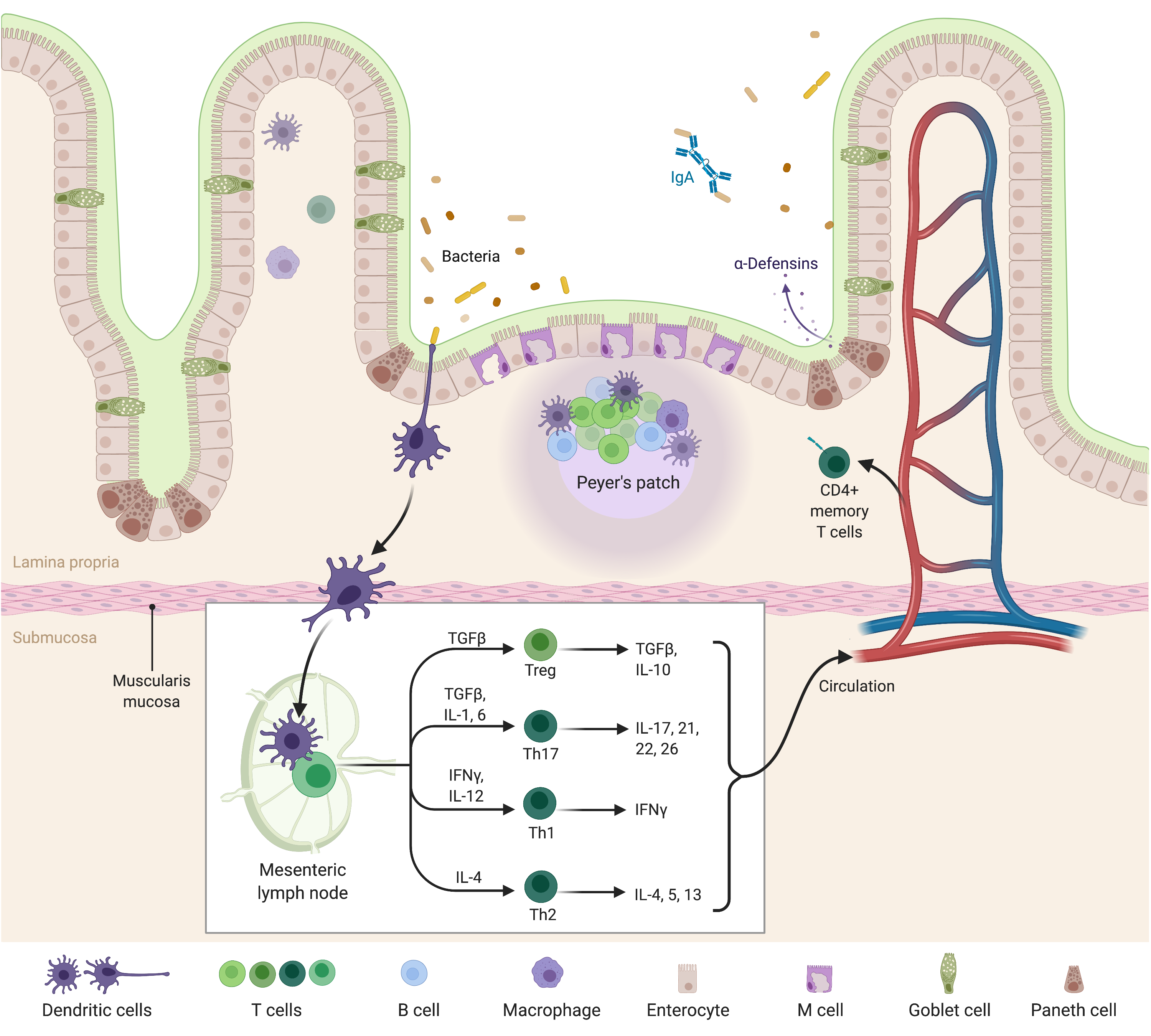 10+ Immunology Templates for: Publications, Presentations, Graphical ...